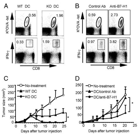 Tlr3 Stimulated Dendritic Cells Up Regulate B7 H1 Expression And