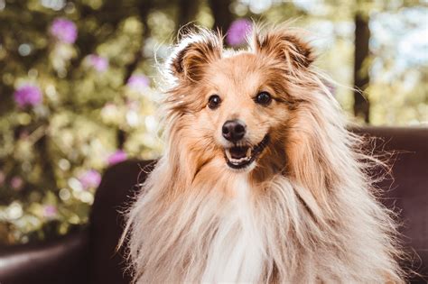 Sheltie Eevee BoothLoose The Mobile Fine Art Studio