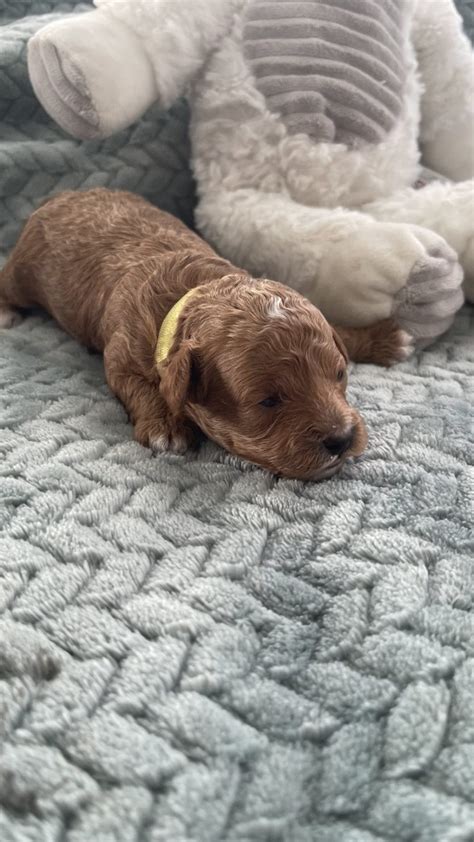 Smee Teacup Cavapoo Boy Cavapoo Puppies For Sale