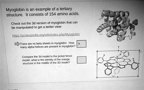 Solved Myoglobin Is An Example Of A Tertiary Structure It Consists Of