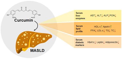 Hepatoprotective And Fat Accumulation Reductive Effects Of Curcumin On Metabolic Dysfunction