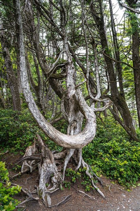 Root And Stem Structures Of A Tree Stock Image Image Of Ecosystem