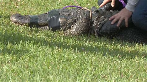 An Alligator Has A Woman 911 Call Released After Deadly Attack