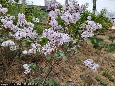 清明节小雨过后 凉水河岸边花开正当时