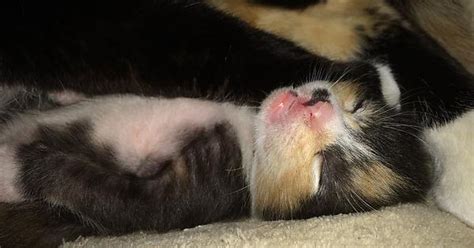 Regular Kitten Or Human Cat Hybrid Imgur