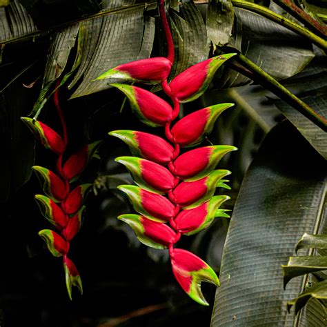 Heliconia Rostrata Lobster Claws Plant Lalit Enterprise