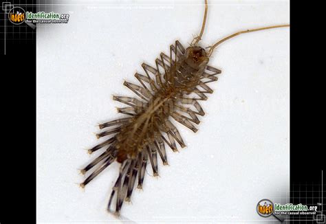 House Centipede