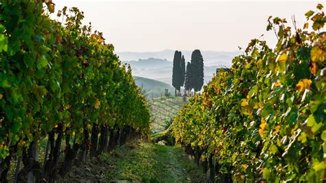 Nizza DOCG Advertorial VINUM