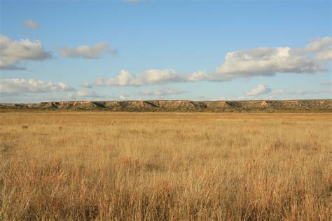 What Is Short Grass Prairie Storables