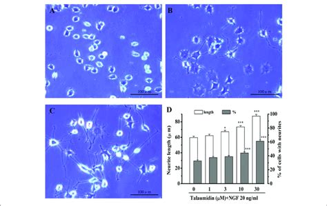 Neurite Outgrowth Promoting Activities Of 1 In Ngf Differentiated
