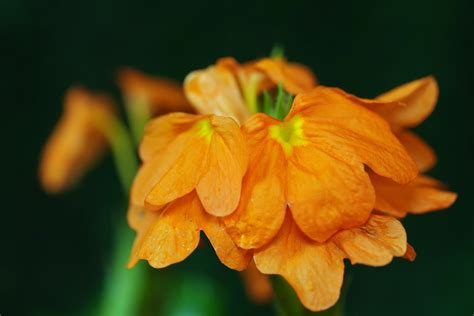 Фейерверк Цветок Завод Бесплатное фото на Pixabay