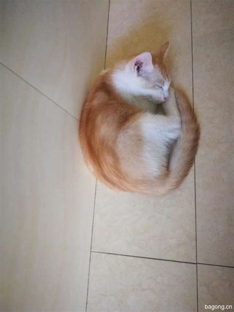 小橘猫求爱心主人抱走 领养猫咪
