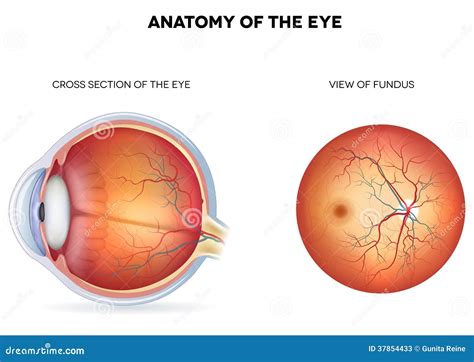 Anatomy Of The Eye Cross Section And View Of Fund Cartoon Vector
