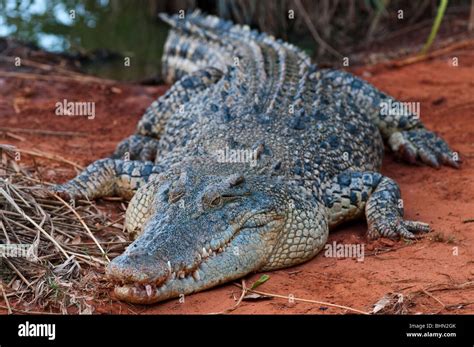 Australian Alligator Had