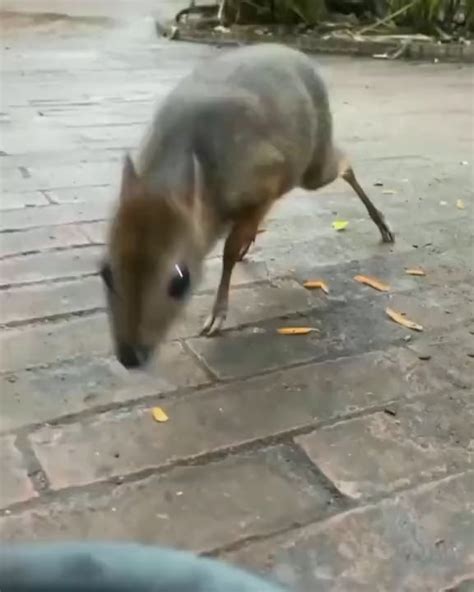 World S Smallest Ungulate Red Deer R Submitted