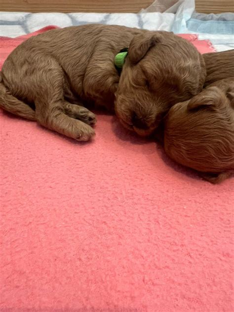 Maltipoo Nytt Dyr