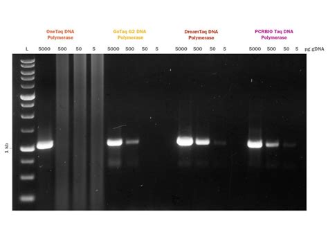 Pcrbio Taq Dna Polymerase And Mixes Pcr Biosystems