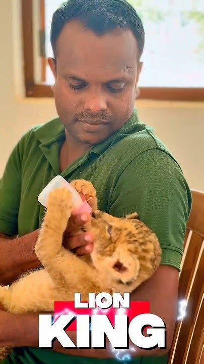 චූටි සිංහ පැටියෙක් 🥺 Youtube