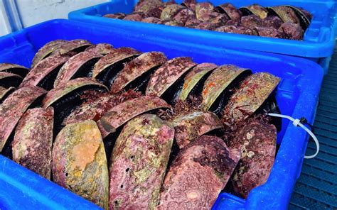 采集鲍鱼请注意限额三个月内超35吨鲍鱼被捕捞 海洋保育团体表示担忧 大洋洲新闻 新闻资讯 936新闻网