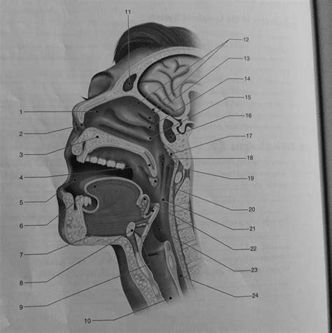 Ch 14 Respiratory System 17 24 Diagram Quizlet