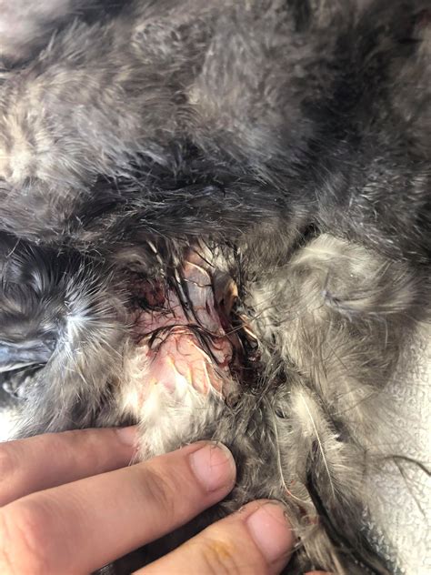 Case Study Broken Leg Bitchin Chickens