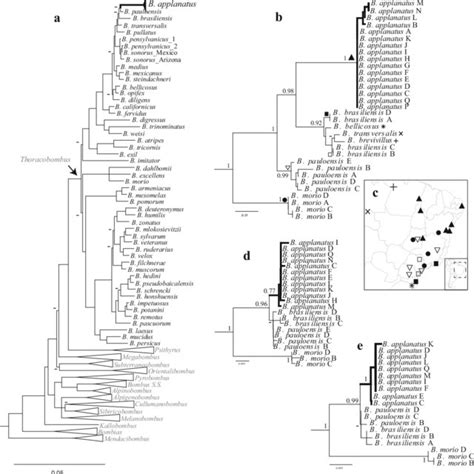 Bayesian Phylogenetic Trees Obtained Through Molecular Markers Analysis Download Scientific