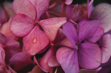 Hortensias Rose La Nature Photo Gratuite Sur Pixabay Pixabay