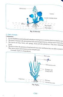 Study Of Plants Found In Xerophytic And Aquatic Conditions Habitats