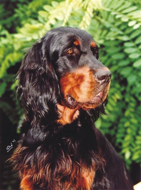 Accueil Elevage Of Royal Residence Eleveur De Chiens Setter Gordon