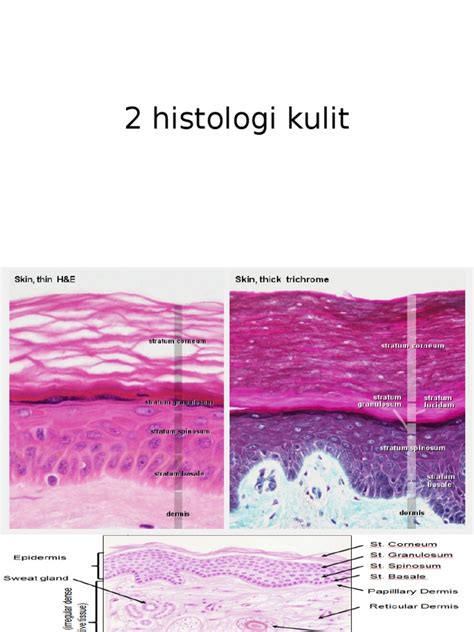 2 Histologi Kulit Pdf