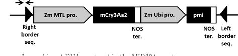 Figure 1 From Development And Validation Of Event Specific Quantitative Pcr Method For