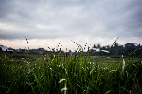 Free Images Landscape Nature Horizon Cloud Plant Sky Lawn