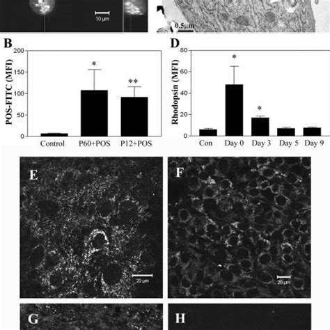 Morphology Of Cultured Rpe Cells Cultured Mouse Rpe Cells Were