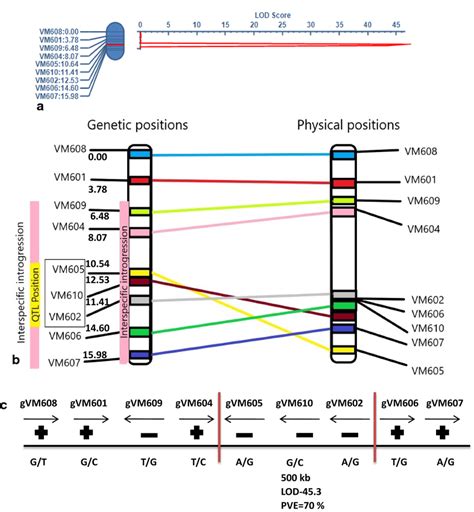 A Genetic Map Of 9 Kasp Markers Originating From A Fragment Of