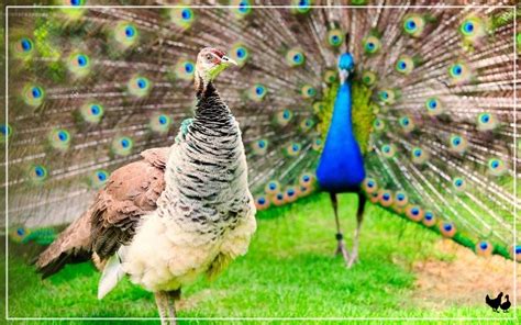 7 Interesting Facts About Peafowl Learnpoultry