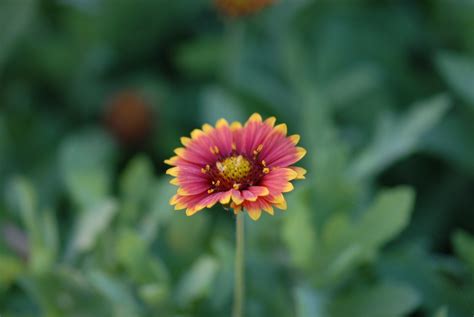 天人菊 FlickrLinkr
