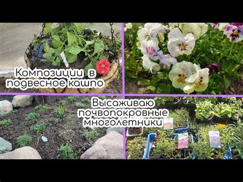 Высаживаю многолетники: аубреция, гвоздика, вероника, дельфиниум ...