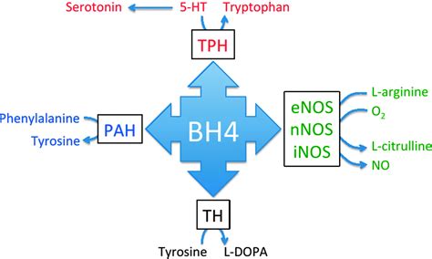 Tetrahydrobiopterin In Cardiovascular Health And Disease Antioxidants