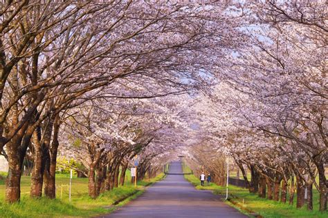 定番から穴場まで！宮崎県の満開に咲き誇る桜スポット14選 旅の特集 宮崎県公式観光サイト「みやざき観光ナビ」