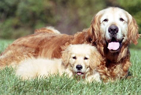 What to do if you can't get rid of fleas | Itch Pet