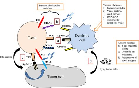 Interaction Of Immune Cells With Tumor Cells A Dendritic Cells