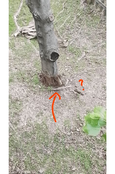 Noticed A Girdling Root On 20 Year Old Maple Tree Does That Root Need