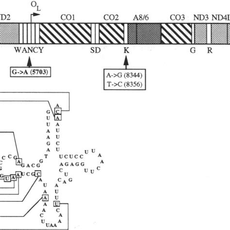 Pathogenic Point Mutations In Human Mitochondrial Trna Genes The Download Scientific Diagram