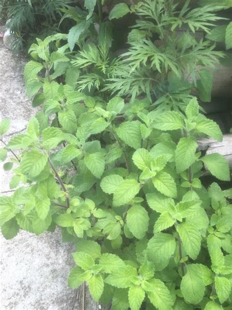 真正猫薄荷图片配图网