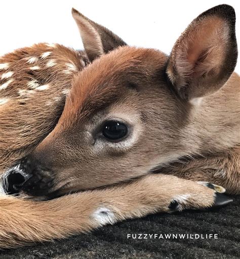 Fuzzy Fawn Wildlife Is Releasing Rescued Deer Back Into The Wild Our