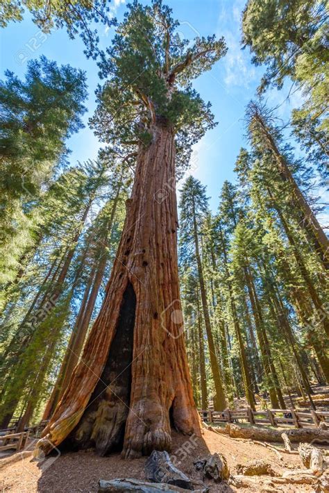 Секвойя генерал шерман фото и картинки 64 штук