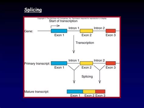 Ppt Splicing Powerpoint Presentation Free Download Id3101137