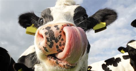 Milk Fever Treatment And Prevention