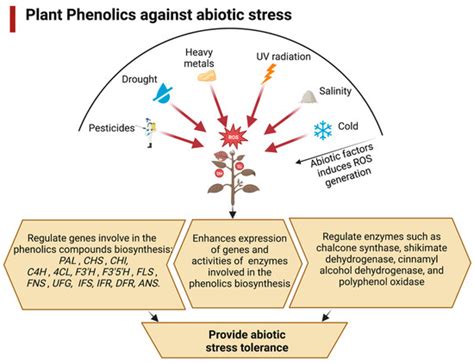 An Overview Of Plant Phenolics And Their Involvement In Abiotic Stress Tolerance