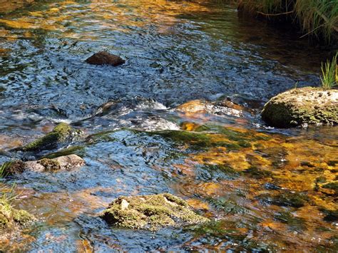 Free Images Landscape Tree Nature Rock Creek Wilderness Plant